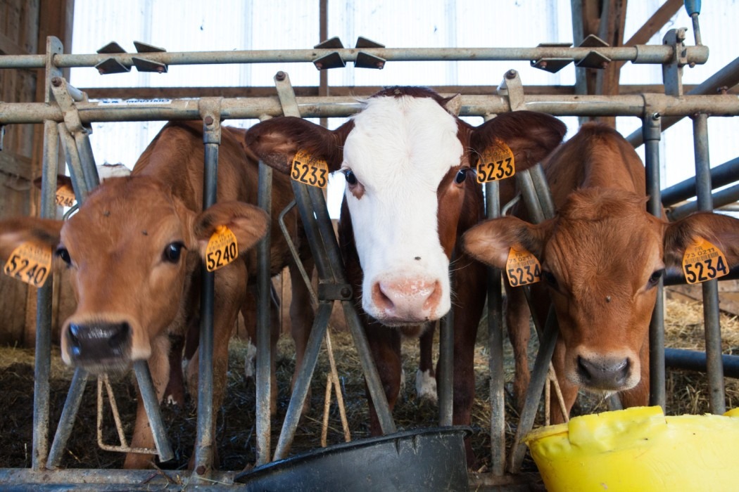 What is Halal meat? Understanding Halal Meat.